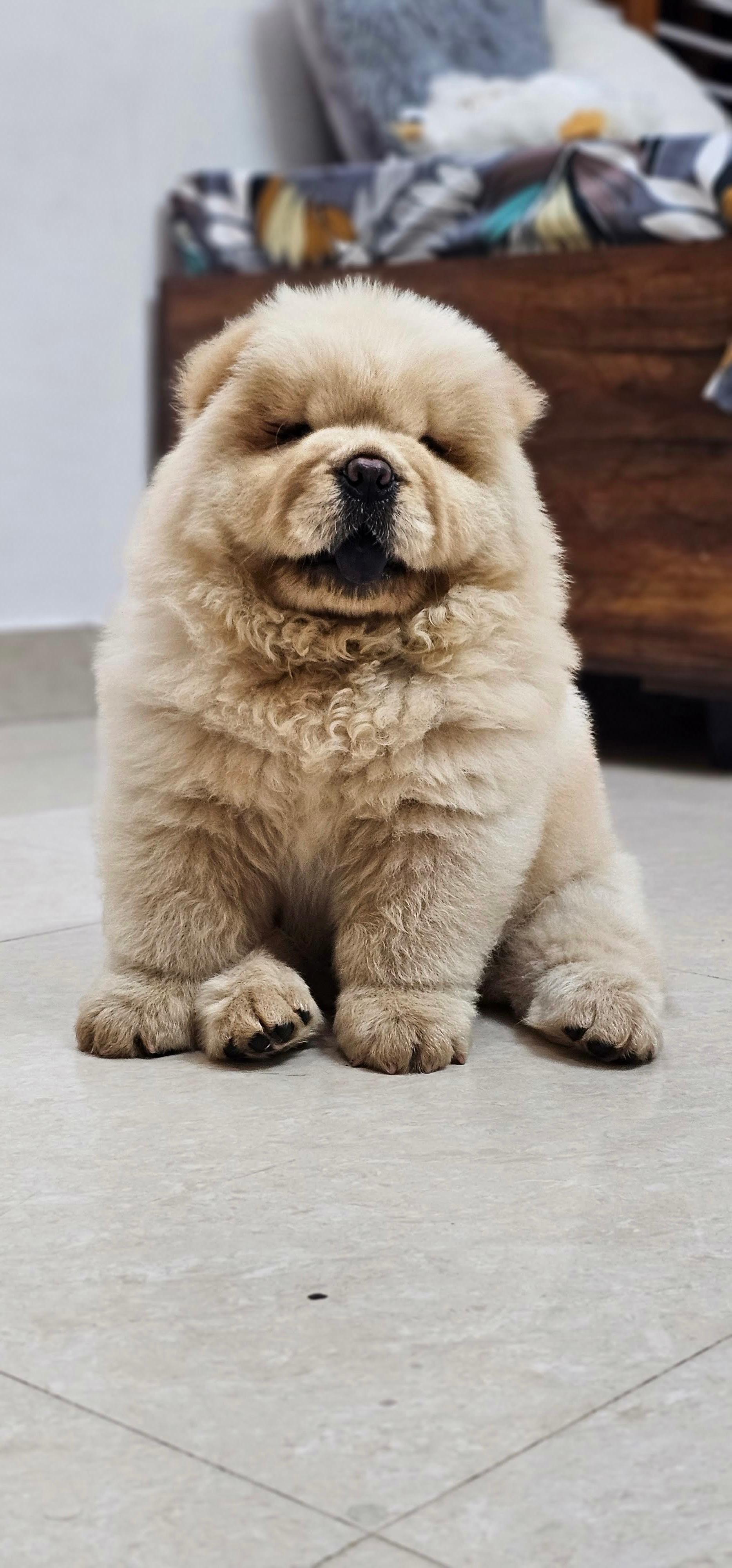 Puppies for Sale in Bangalore | Yahweh Puppy Farm | Healthy Puppies Near Me